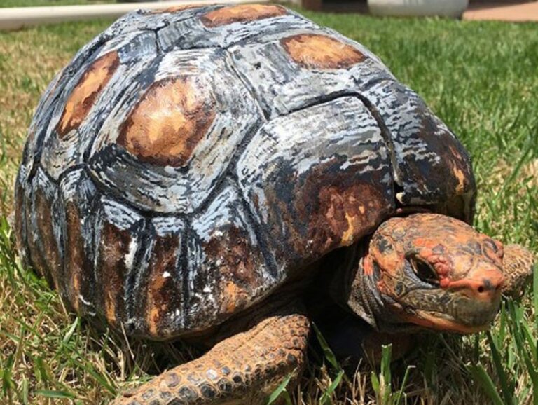 Injured Tortoise Who Lost Shell In Fire Receives World’s First 3D ...